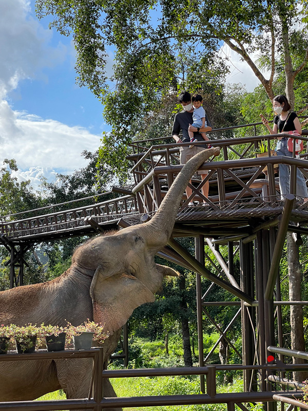 Samui Elephant Kingdom | Paradise of samui | Samui Journey
